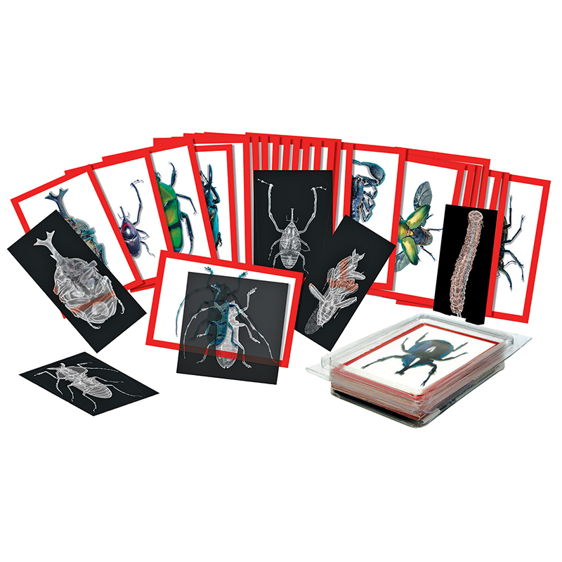 Insekten-Röntgenbilder und Bildkarten-Set, 72 tlg. | 81844